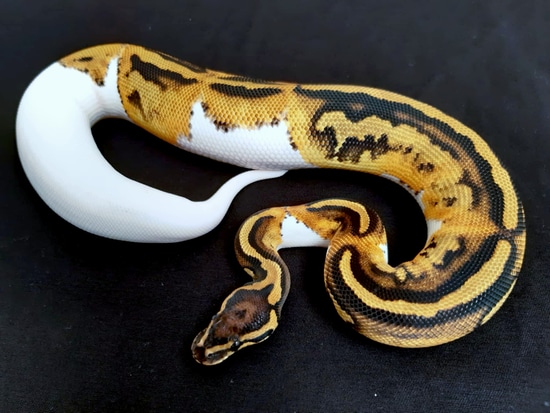 Piebald 100% Double Het Ultramel/Clown Ball Python by Constrictor ...