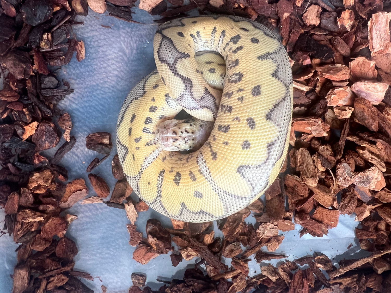 KIller Clown Ball Python by Mickeys Morphs - MorphMarket