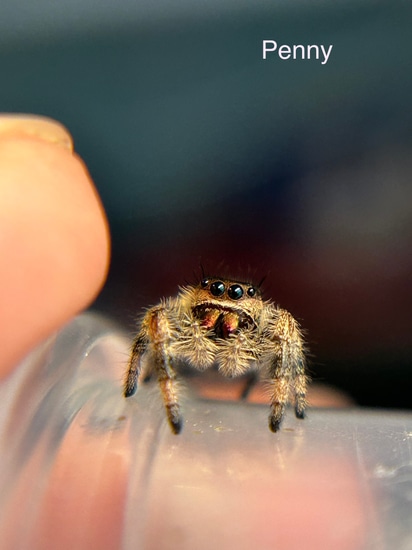 “Penny”- Apalachicola Regal Jumping Spider by Micki's Montana Micropets