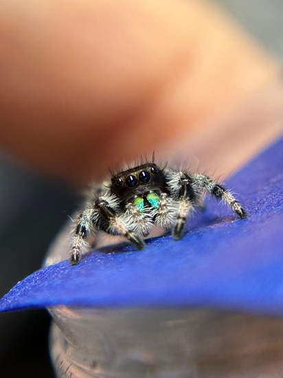 “Petey”- Apalachicola Regal Jumping Spider by Micki's Montana Micropets