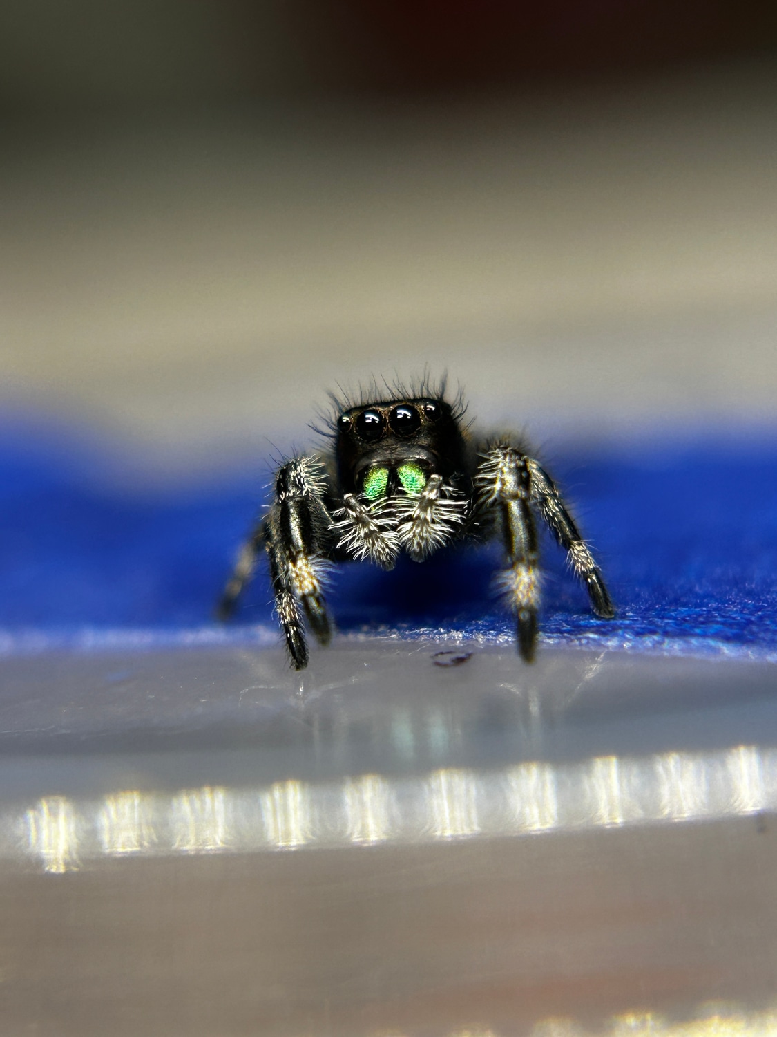 Nubs”- Apalachicola Regal Jumping Spider True Spider by Micki's Montana ...