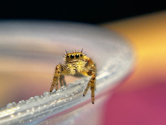 Phidippus Arizonensis Jumping Spider Sling by Micki's Montana Micropets