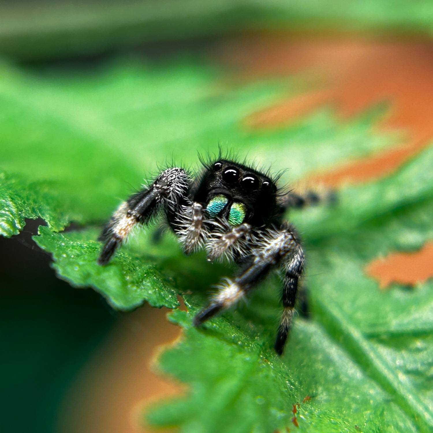 “Slink”- Regal Jumping Spider Male True Spider by Micki's Montana ...