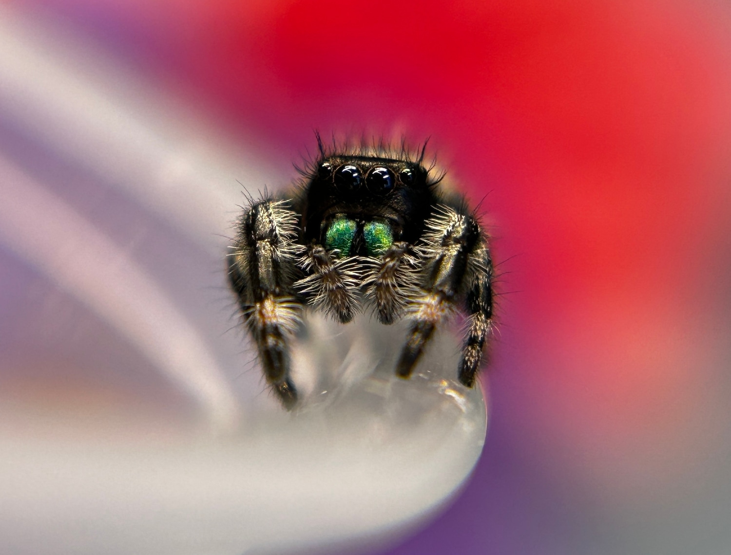 “Six”- Apalachicola Regal Jumping Spider True Spider by Micki's Montana ...