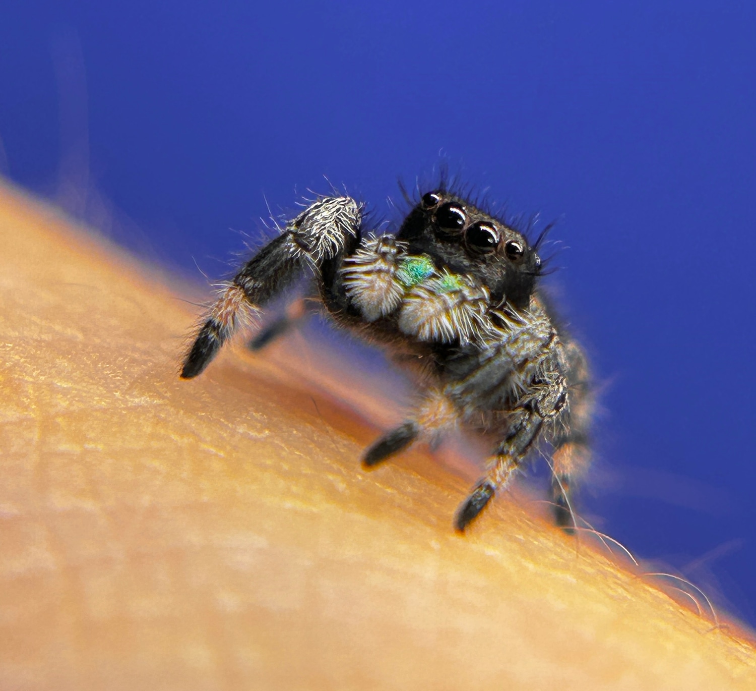 “Neo”- Regal Jumping Spider Red Phase True Spider by Micki's Montana ...