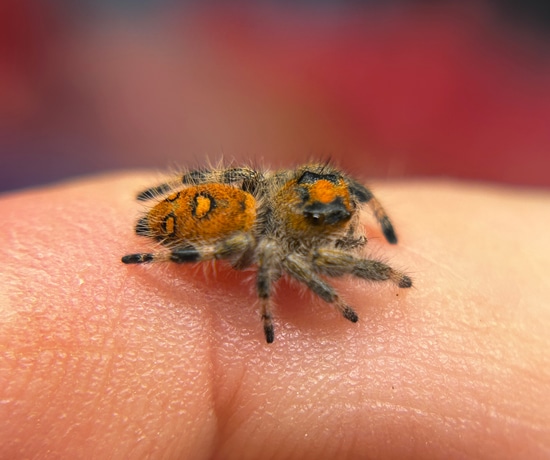 “Scarlet”- Regal Jumping Spider, Red Phase by Micki's Montana Micropets