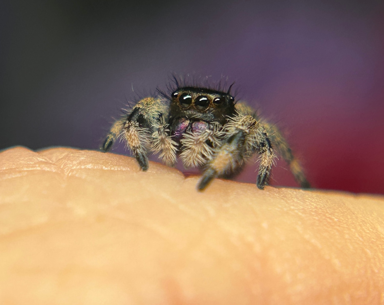 “Midnight”- Regal Jumping Spider- Red Phase True Spider by Micki's ...
