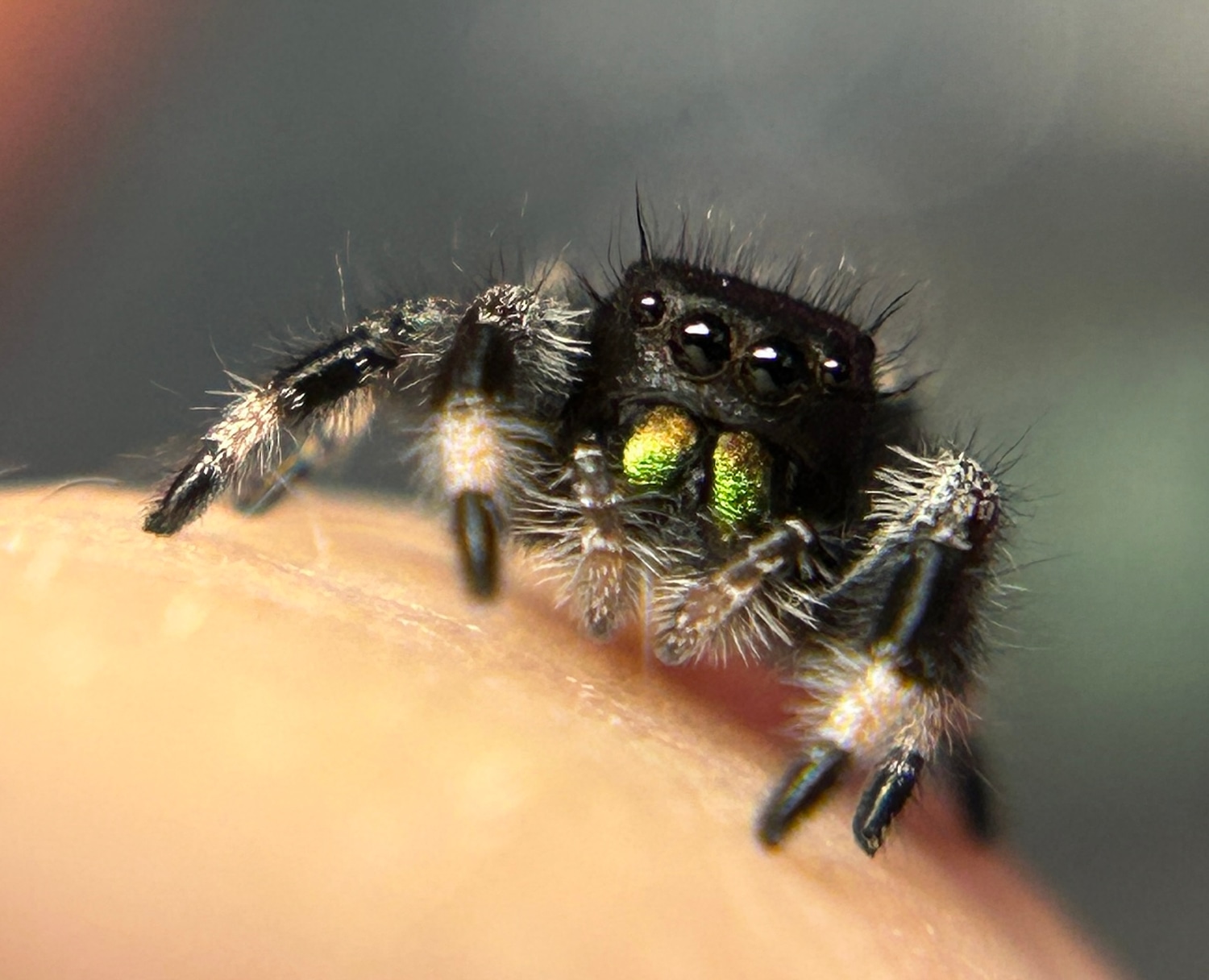“Romy”- Regal Jumping Spider- Red Phase True Spider by Micki's Montana ...