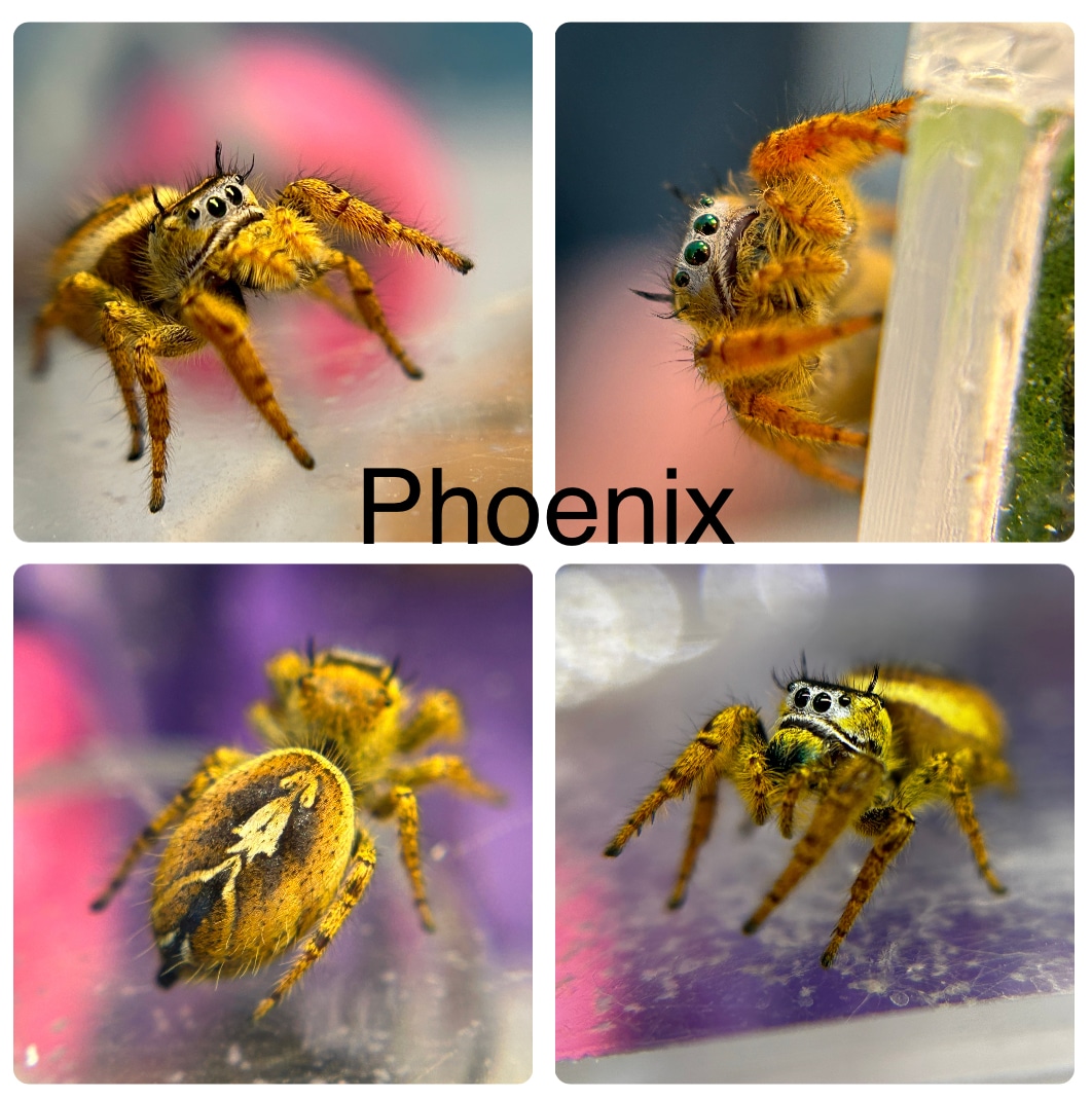 Phoenix True Spider by Micki's Montana Micropets - MorphMarket