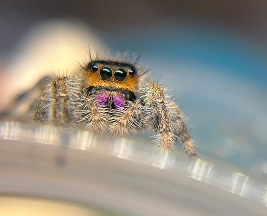 “Copper”- Red Phase Regal Jumping Spider by Micki's Montana Micropets