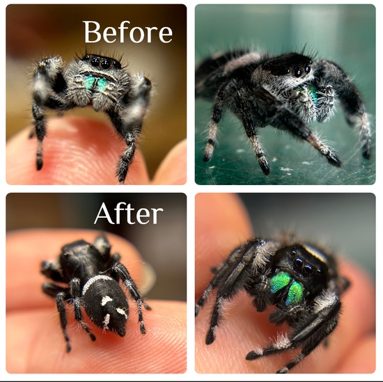 Mature Male Regal Jumping Spider by Micki's Montana Micropets