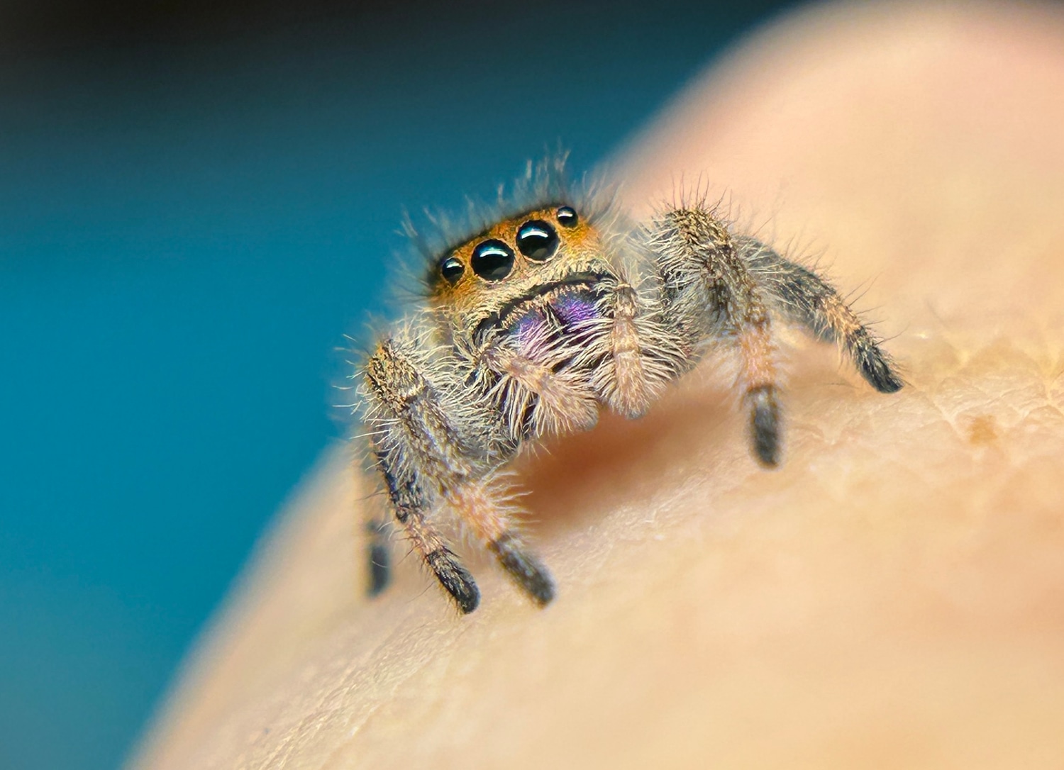 “Dixie”- Red Phase Regal Jumping Spider by Micki's Montana Micropets ...