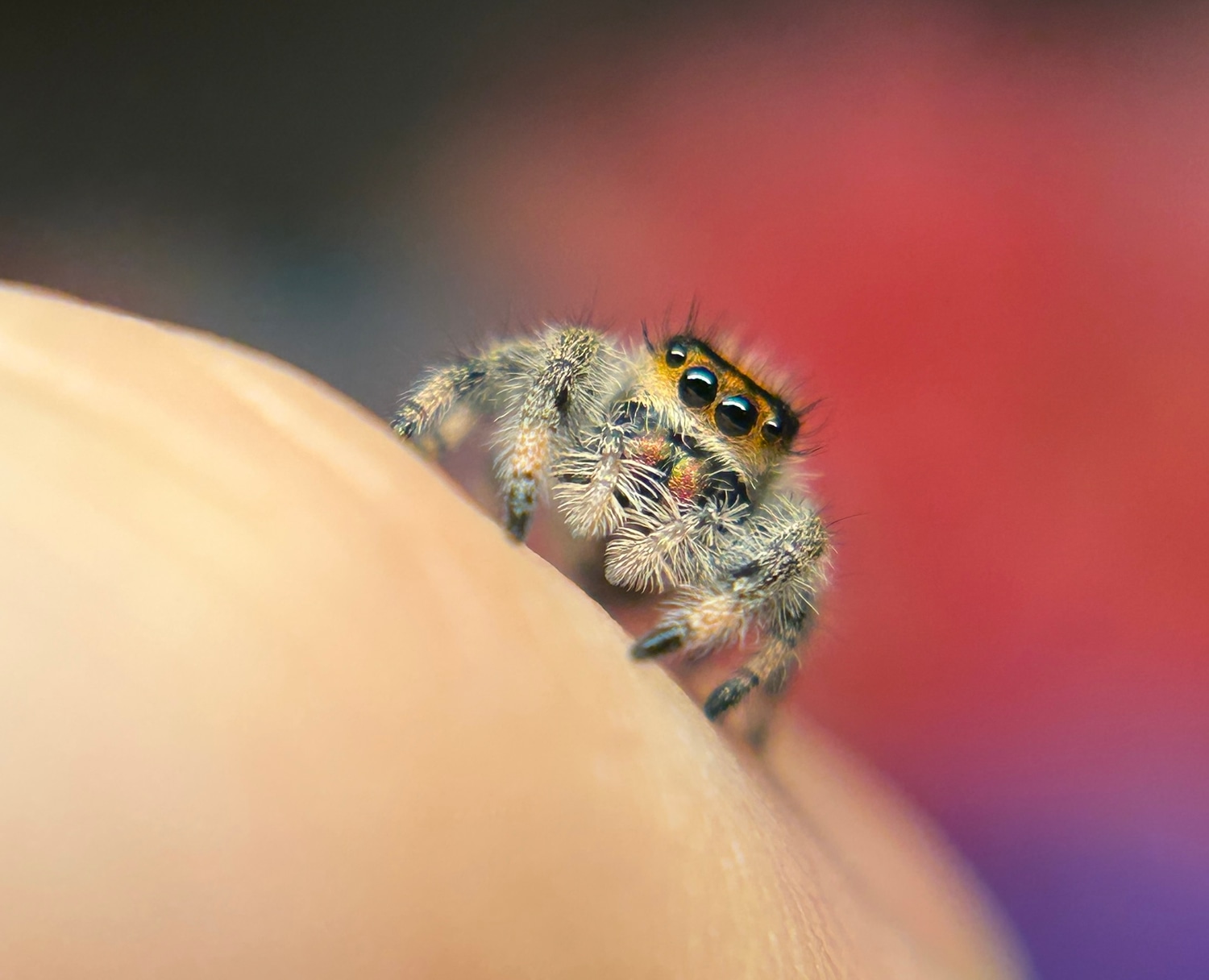 “Tippy”- Red Phase Regal Jumping Spider by Micki's Montana Micropets ...