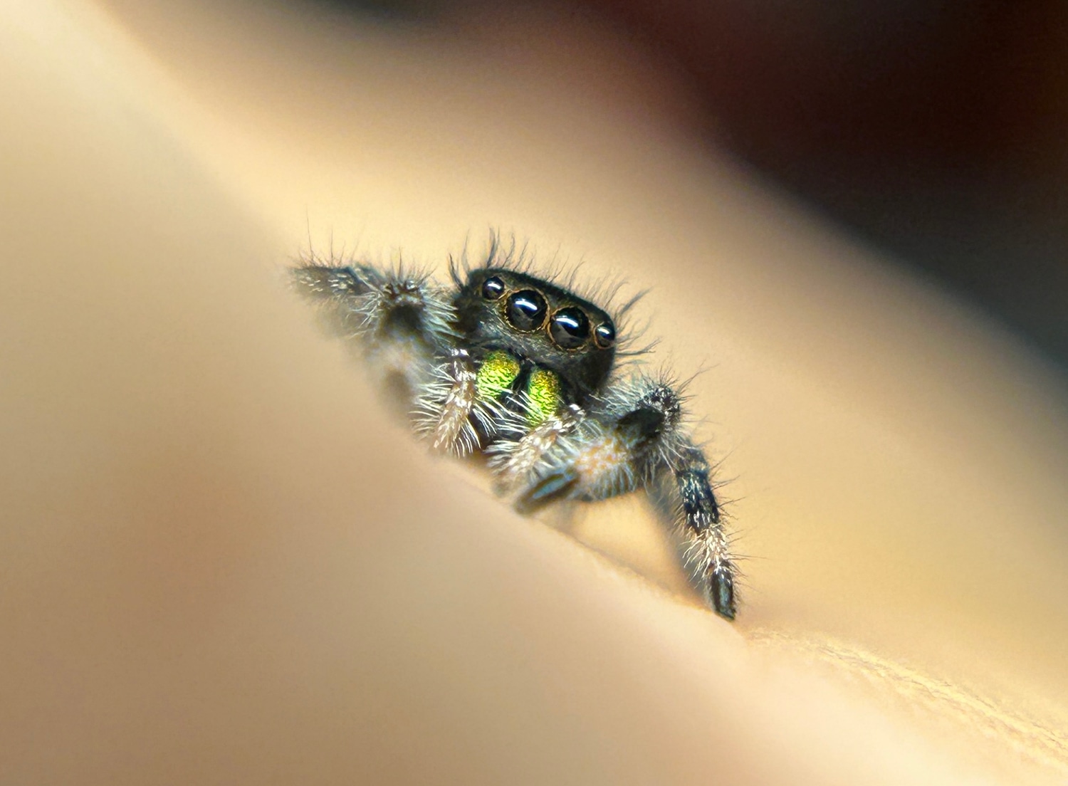 “Toes”- Regal Red Jumping Spider by Micki's Montana Micropets - MorphMarket