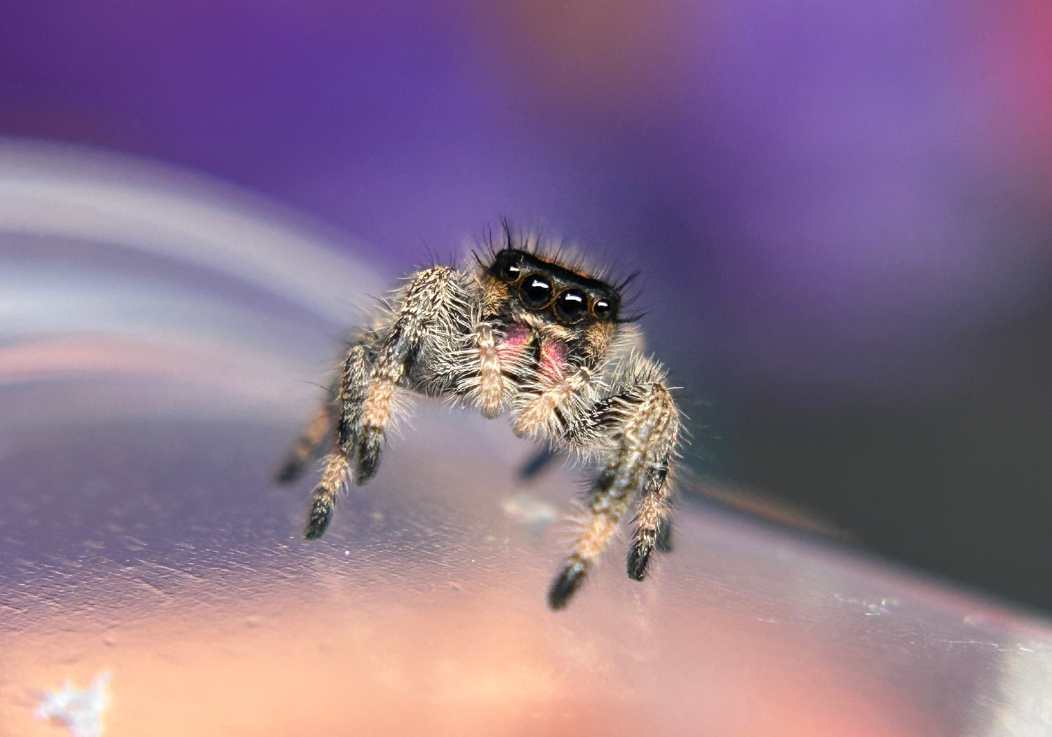 “Piper”- Regal - Red Phase Jumping Spider by Micki's Montana Micropets ...