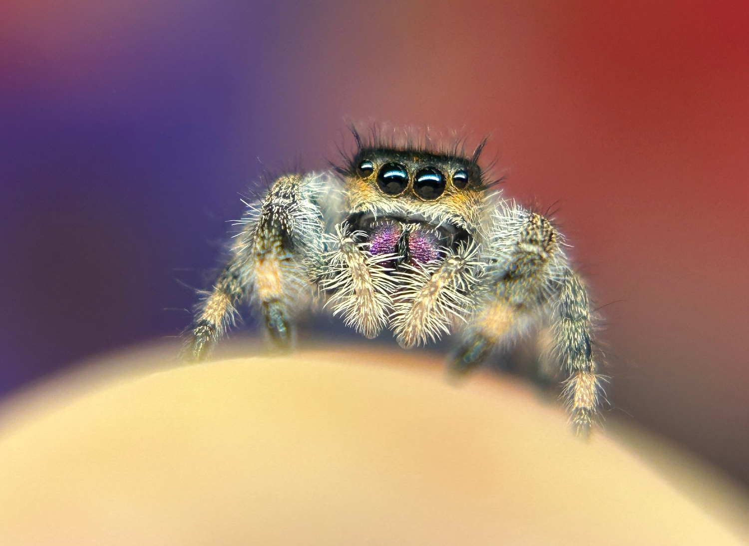 “Maple”- Red Phase Regal Jumping Spider by Micki's Montana Micropets ...