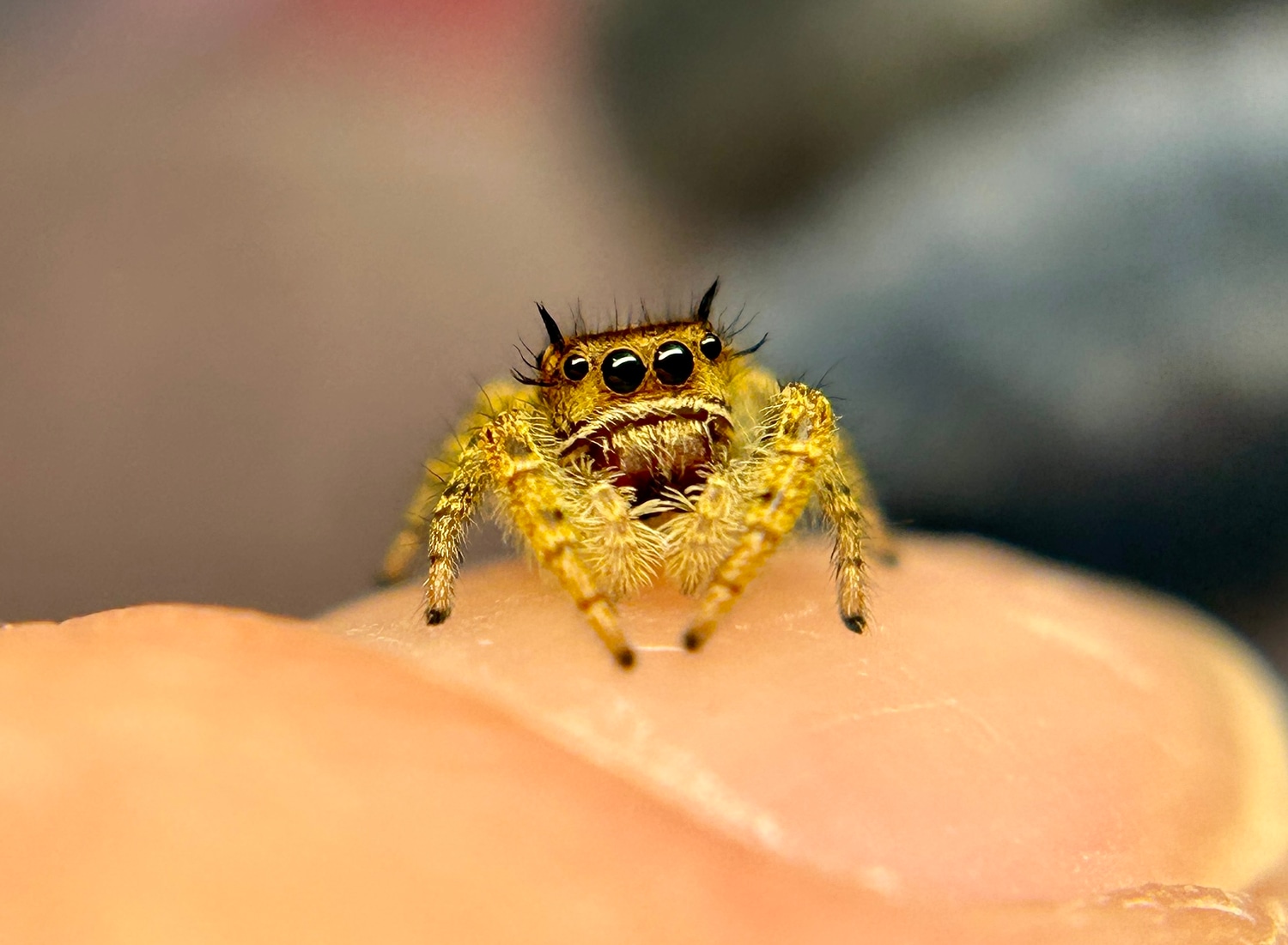 #32- I6 Arizonensis Jumping Spider by Micki's Montana Micropets ...