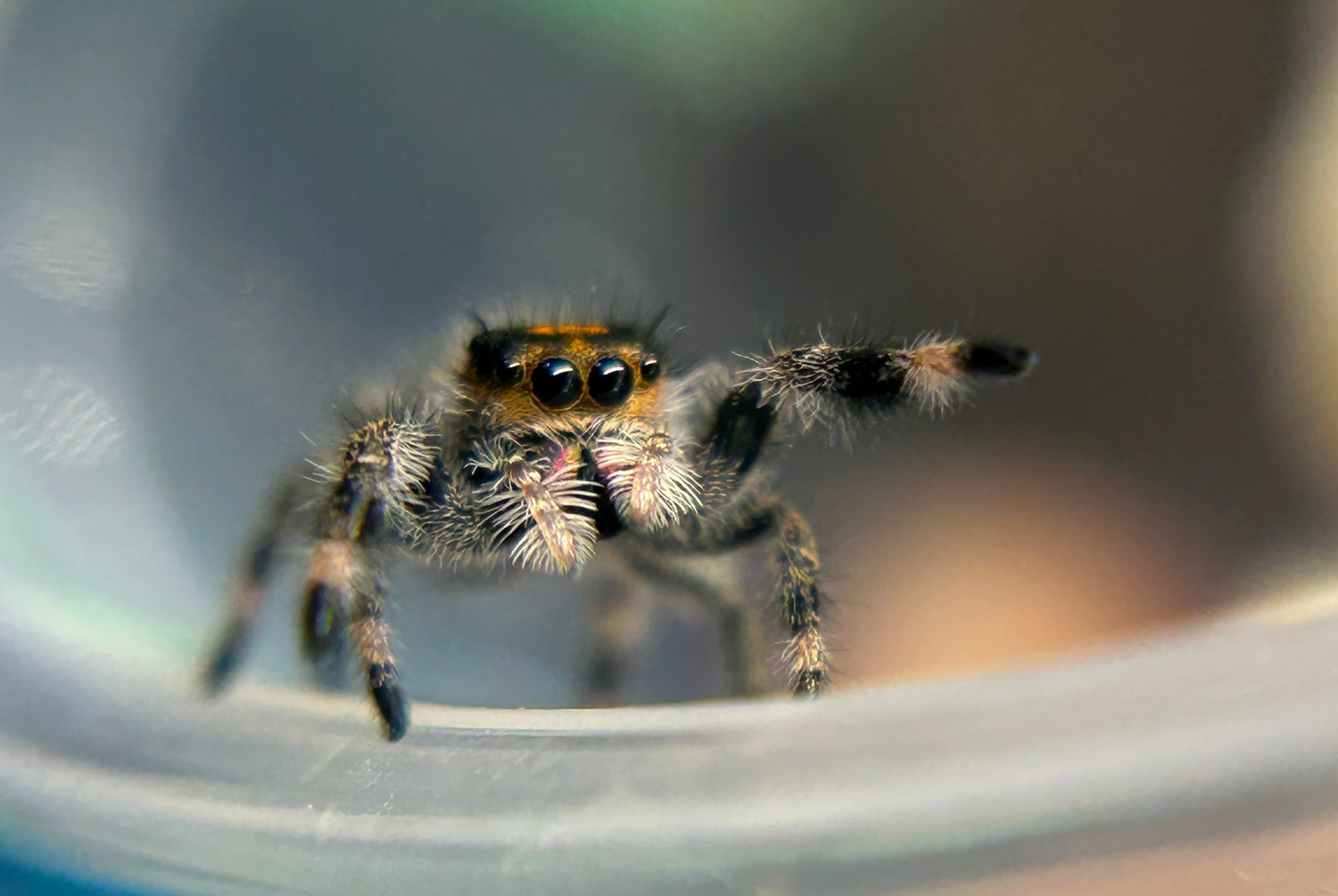“Lizzie”- Red Phase Regal Jumping Spider by Micki's Montana Micropets ...