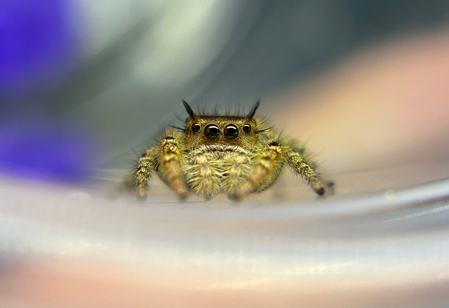 #28- Arizonensis I7 Jumping Spider by Micki's Montana Micropets ...