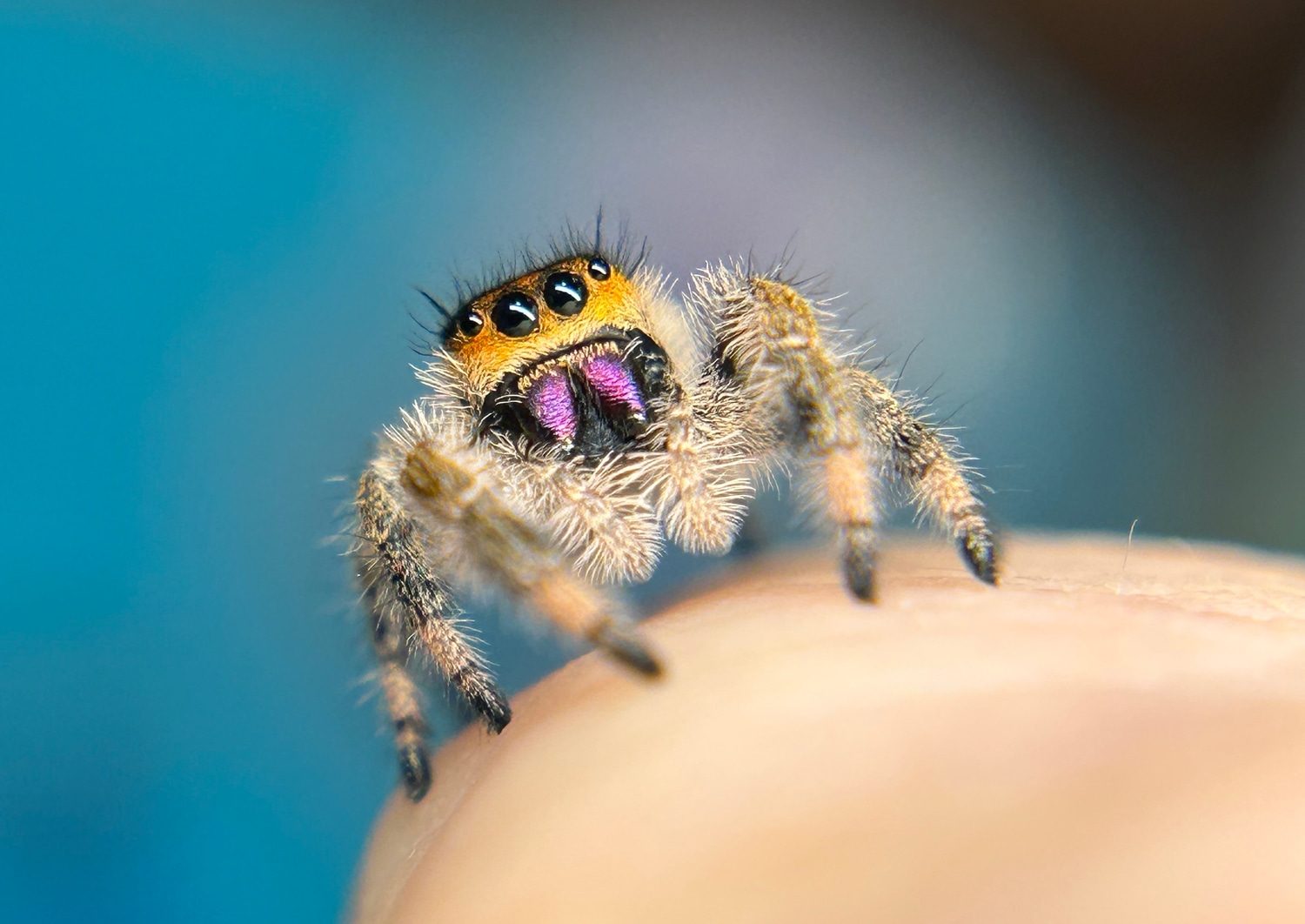 “Kat”- Red Phase Regal Jumping Spider by Micki's Montana Micropets ...