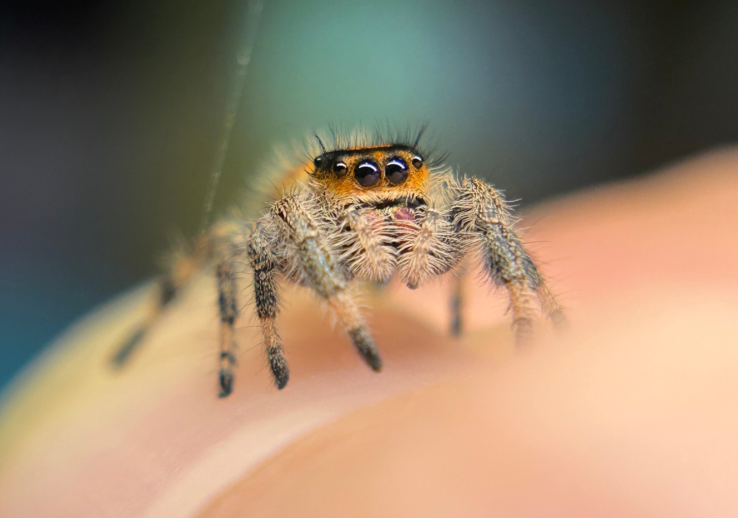 “Pea”- Red Phase Regal Jumping Spider by Micki's Montana Micropets ...