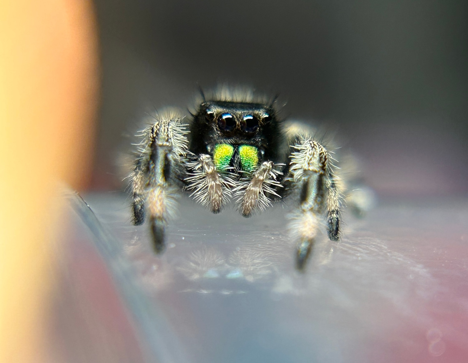 “Leo”- Regal Jumping Spider Red Phase by Micki's Montana Micropets - MorphMarket