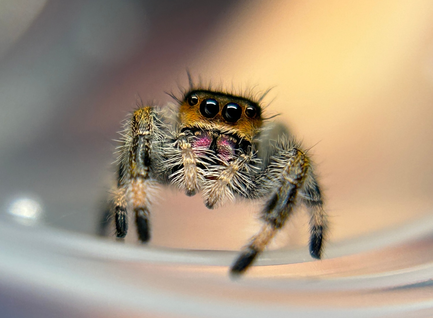 “Heidi”- Regal Jumping Spider Red Phase by Micki's Montana Micropets ...