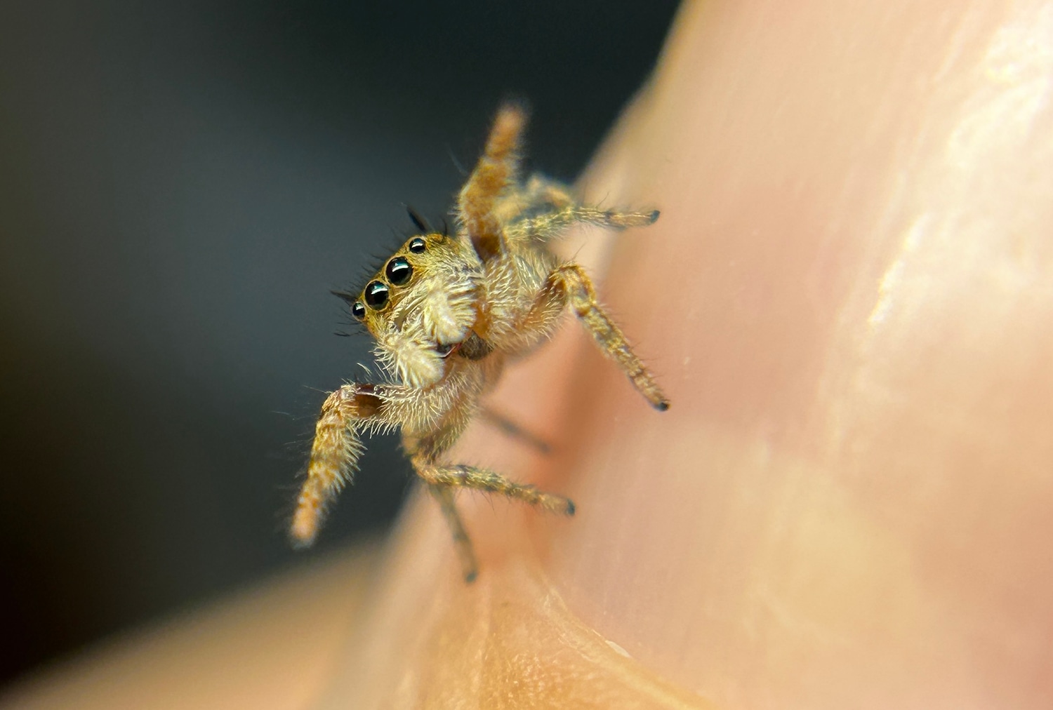 P6-3 Arizonensis Jumping Spider I6 by Micki's Montana Micropets ...