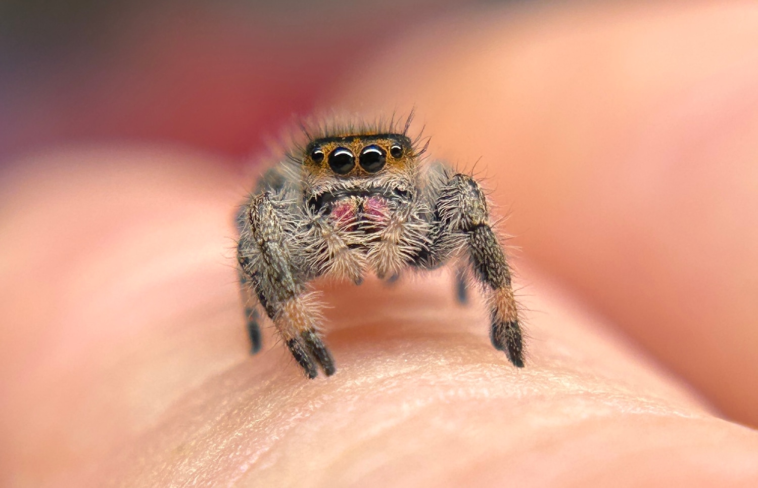 “Georgia”- Red Phase Regal Jumping Spider by Micki's Montana Micropets ...