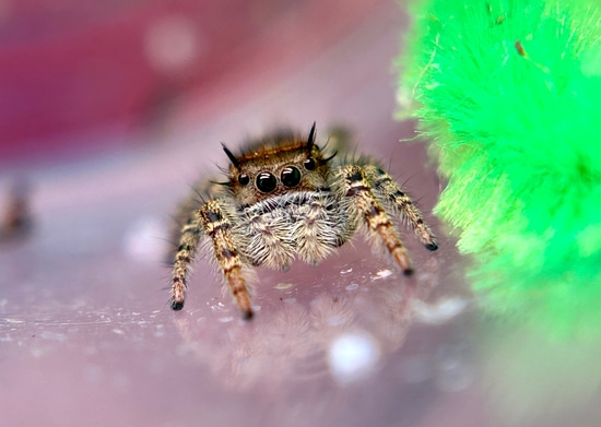 “Phoenix-4” Arizonensis Jumping Spider by Micki's Montana Micropets