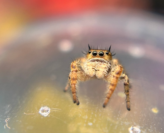“Phoenix-3/3” Arizonensis Jumping Spider by Micki's Montana Micropets