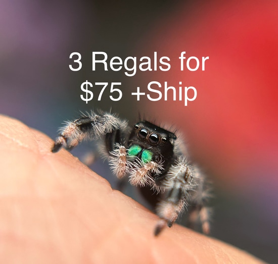 “WCM #5” Regal Jumping Spider by Micki's Montana Micropets