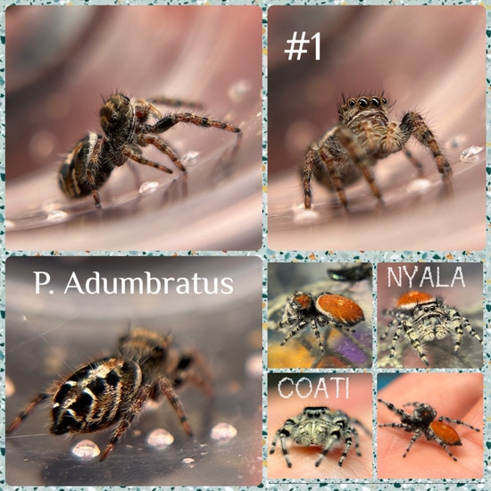 #1 Adumbratus Jumping Spider ~i5 by Micki's Montana Micropets