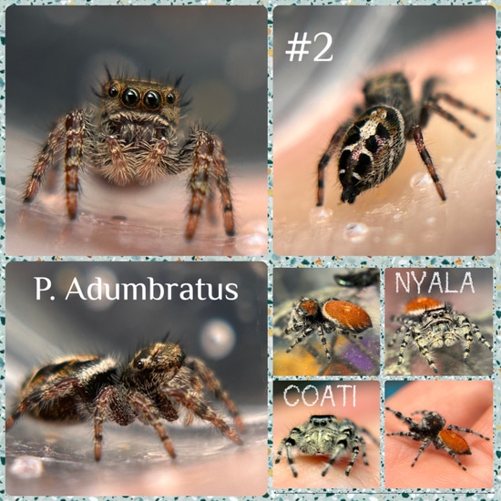 #2 Phidippus Adumbratus Jumping Spider ~i5 by Micki's Montana Micropets