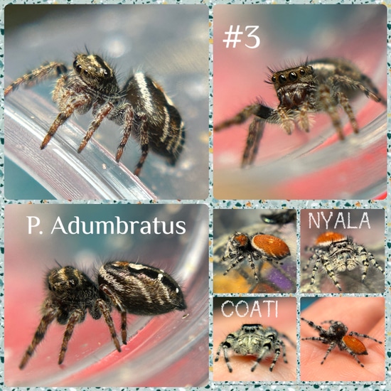 #3 Phidippus Adumbratus Jumping Spider ~i5 by Micki's Montana Micropets