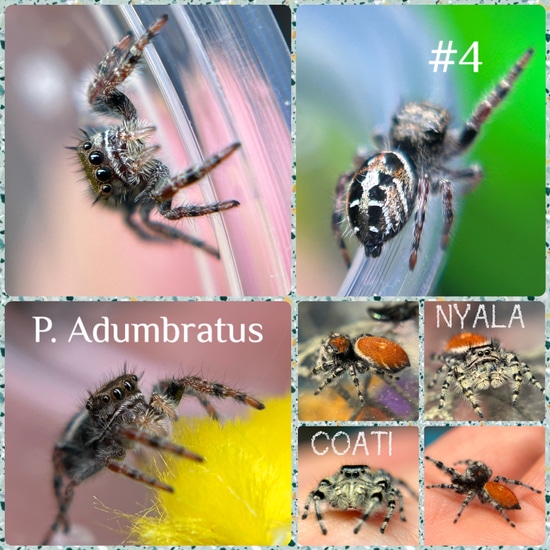 #4 Phidippus Adumbratus Jumping Spider ~i5 by Micki's Montana Micropets