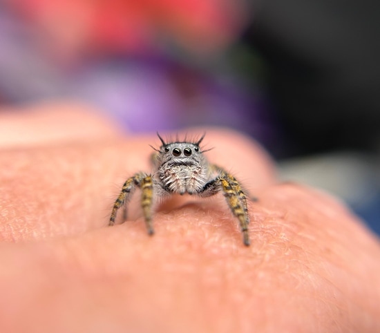 “Mis-6/14” Mature Female Mystaceus Jumping Spider by Micki's Montana ...