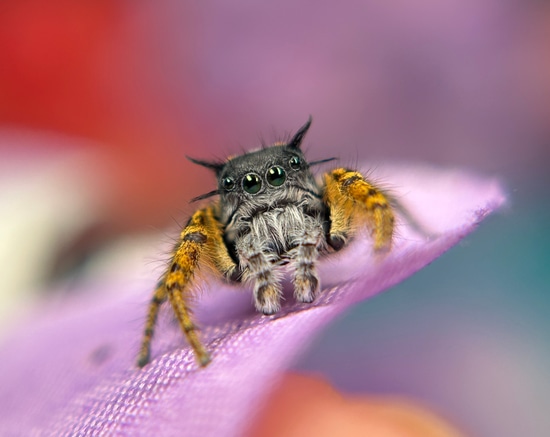 #15 Mature Male Mystaceus Jumping Spider by Micki's Montana Micropets