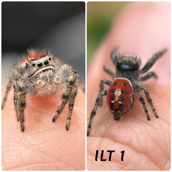 “ILT1” Subadult Male Adumbratus Jumping Spider by Micki's Montana Micropets