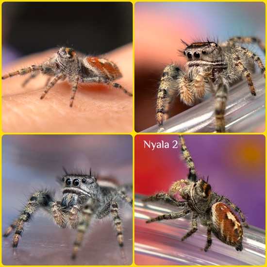 “Nyala2” Male Adumbratus Jumping Spider by Micki's Montana Micropets