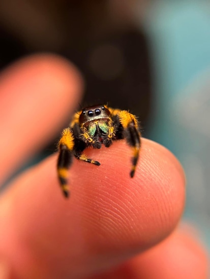 Renfield Jumping Spider by Micki's Montana Micropets