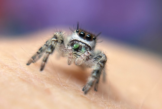 “Mango2” Phidippus Otiosus Canopy Jumping Spider by Micki's Montana ...