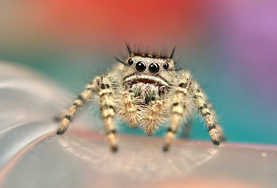 “Bongo 5” Phidippus Adumbratus Jumping Spider by Micki's Montana Micropets