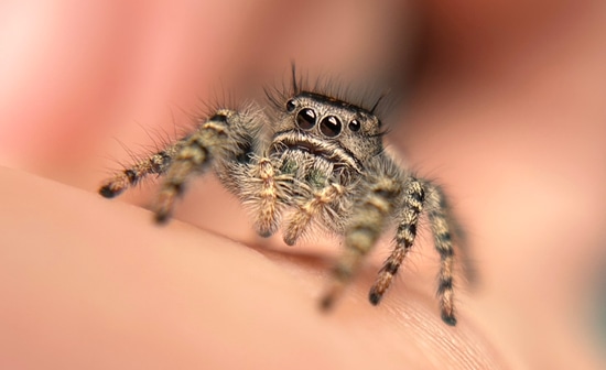 “Bongo 1” ~i8 Adumbratus Jumping Spider by Micki's Montana Micropets
