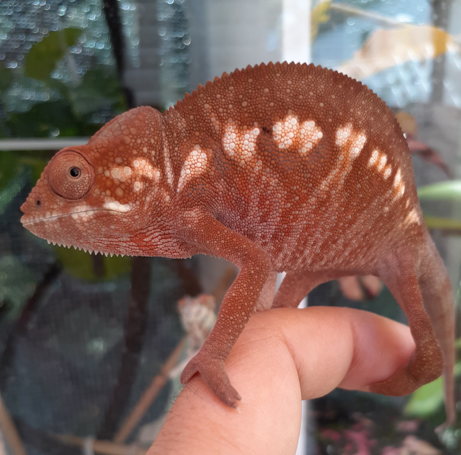 Female Ambanja -lava Panther Chameleon by Mickyfl Chams - MorphMarket
