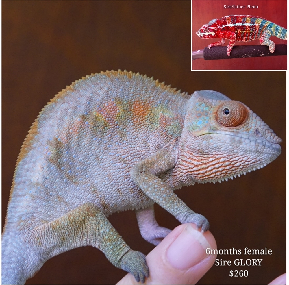 Subadult Orange Female Panther Chameleon by Mickyfl Chams - MorphMarket