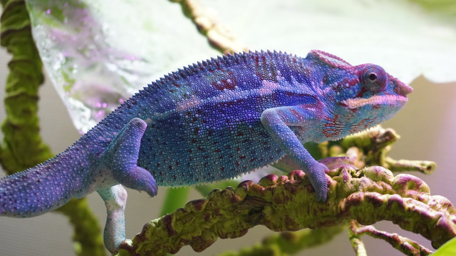 Subadult Blue Male Panther Chameleon by Mickyfl Chams - MorphMarket