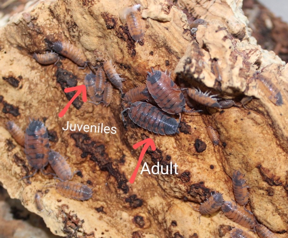 30ct LAVA Porcellio Scaber Live Bioactive Isopod by Mickyfl Chams ...