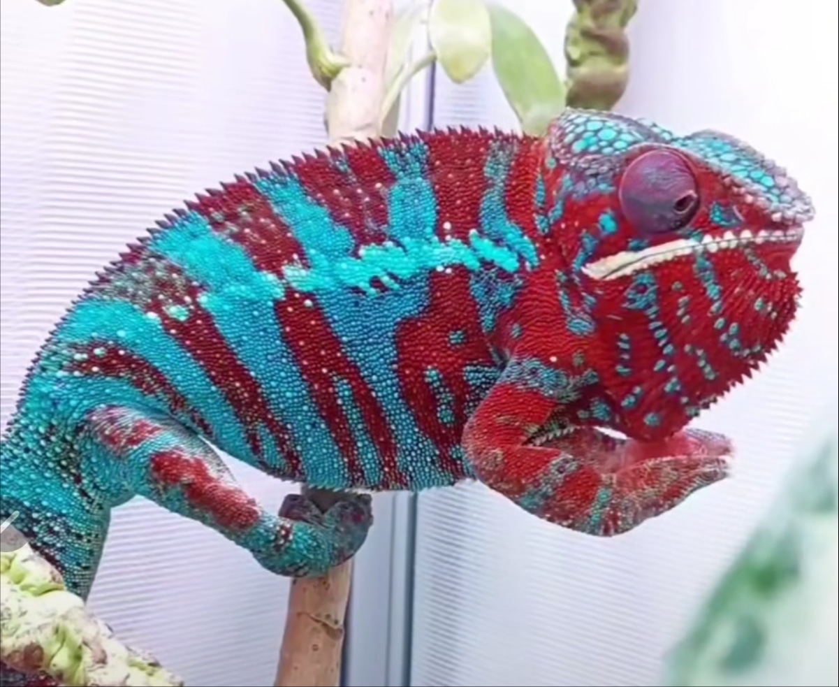 Sire/father Panther Chameleon by Mickyfl Chams - MorphMarket
