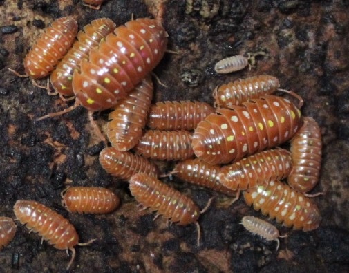 15ct Orange Clown-Armadillidium Klugii Montenegro Live Bioactive Isopod ...